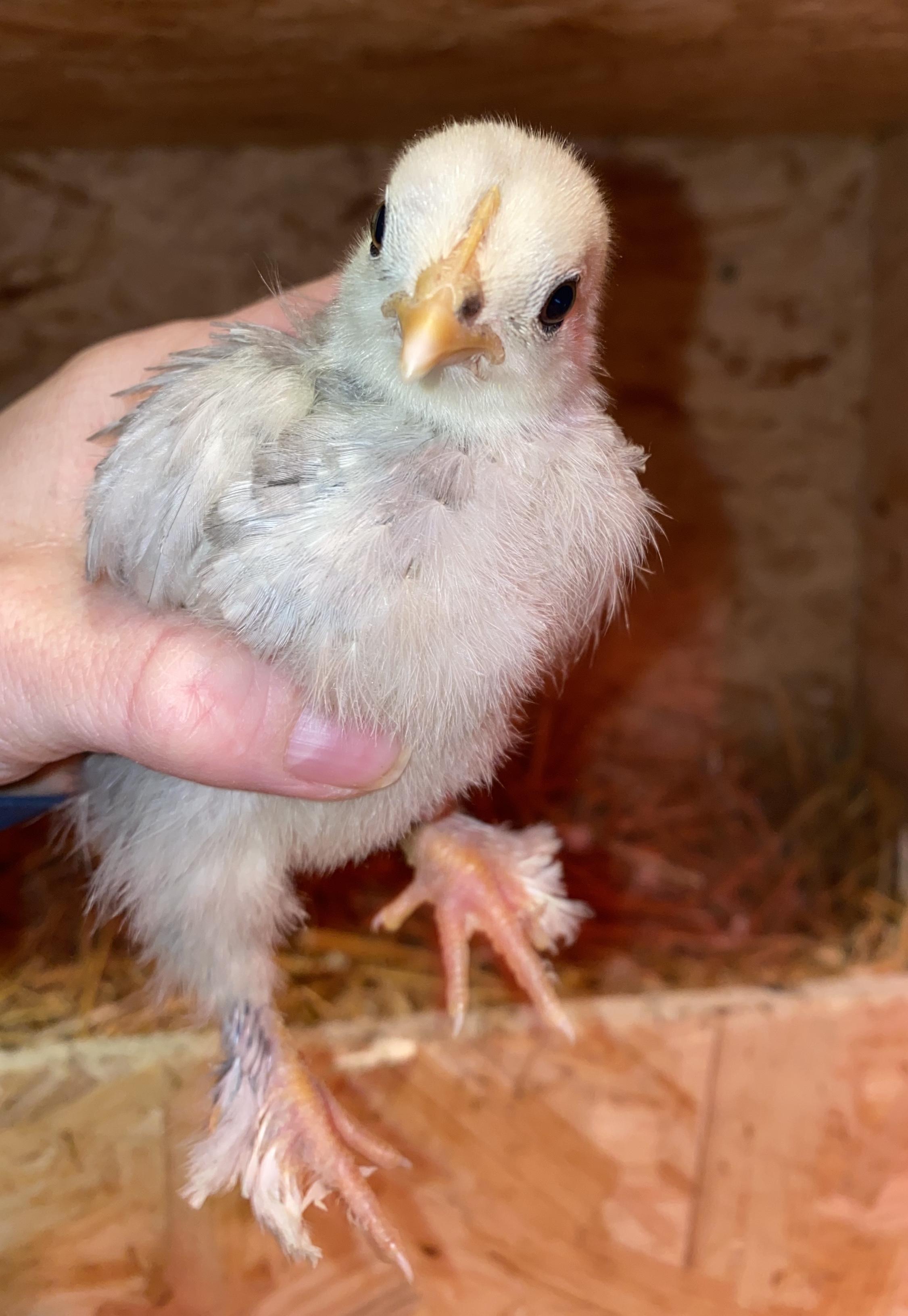 Kjønnsbestemmelse dverg kochin kyllinger - Forum for nybegynnere ...